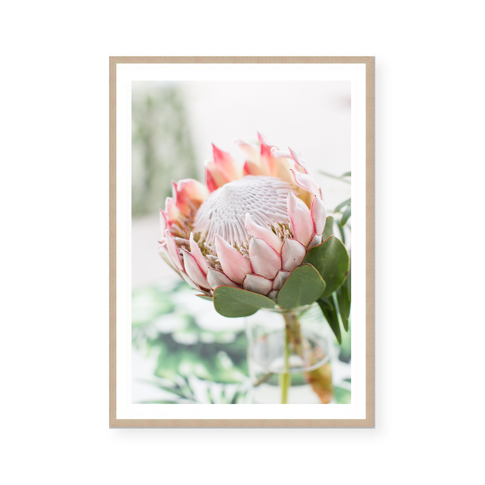 Blushing Protea | Art Print – Life In Ink
